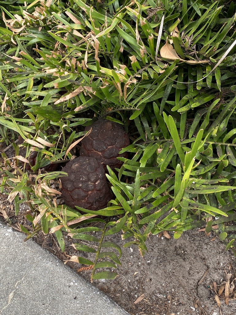 Coontie from University of Central Florida, Orlando, FL, US on April 22 ...