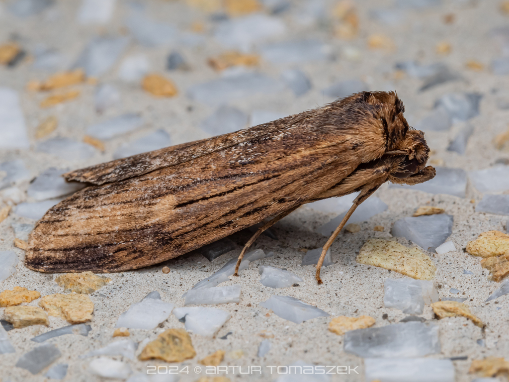 Gargetta divisa in April 2024 by Artur Tomaszek · iNaturalist