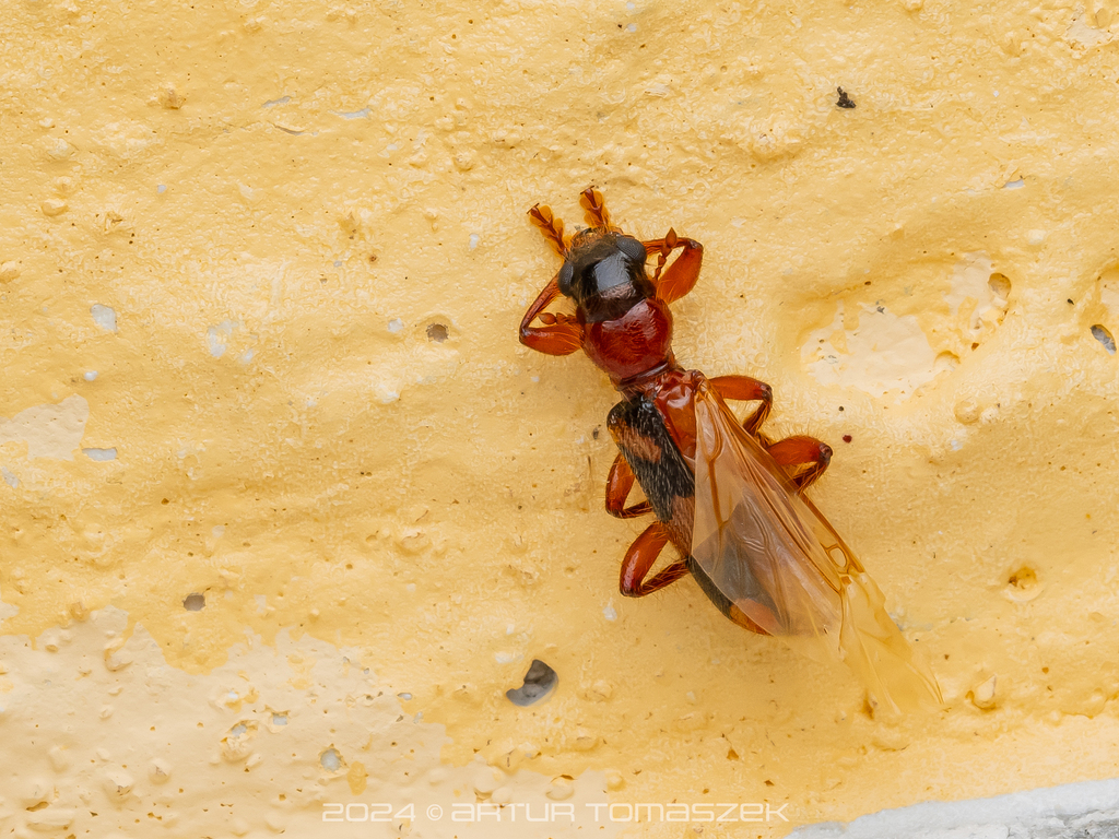 Orthrius sinensis in April 2024 by Artur Tomaszek · iNaturalist