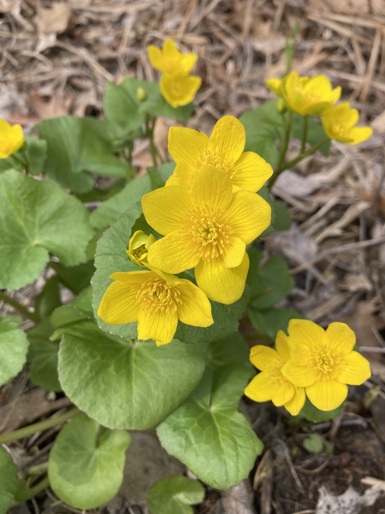 marsh marigold from Fort Snelling State Park, Minneapolis, MN, US on ...