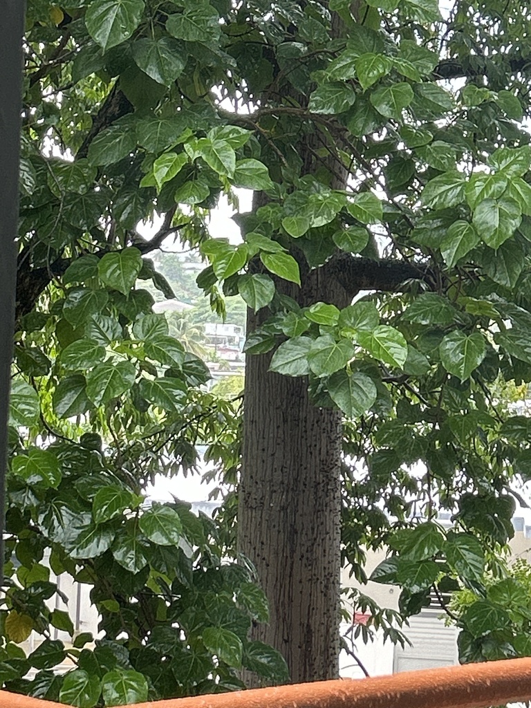 Flor de Maga from Puerto Rico, Bayamón, Puerto Rico, US on April 22 ...