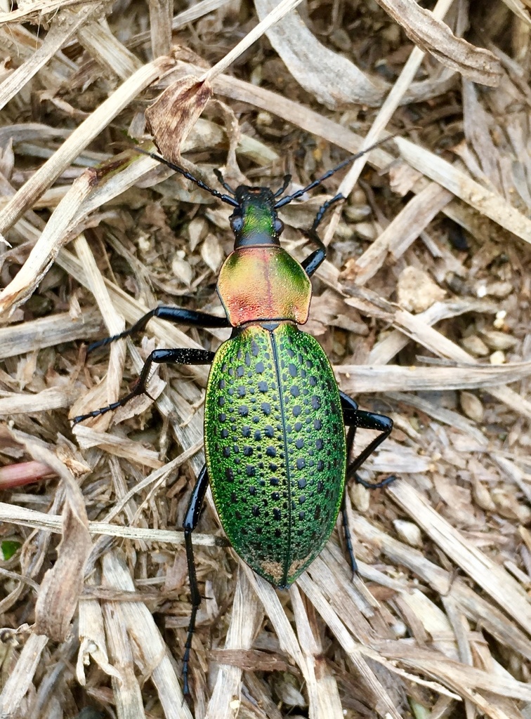 Carabus smaragdinus from Miyun Reservoir, Beijing, CN on October 23 ...
