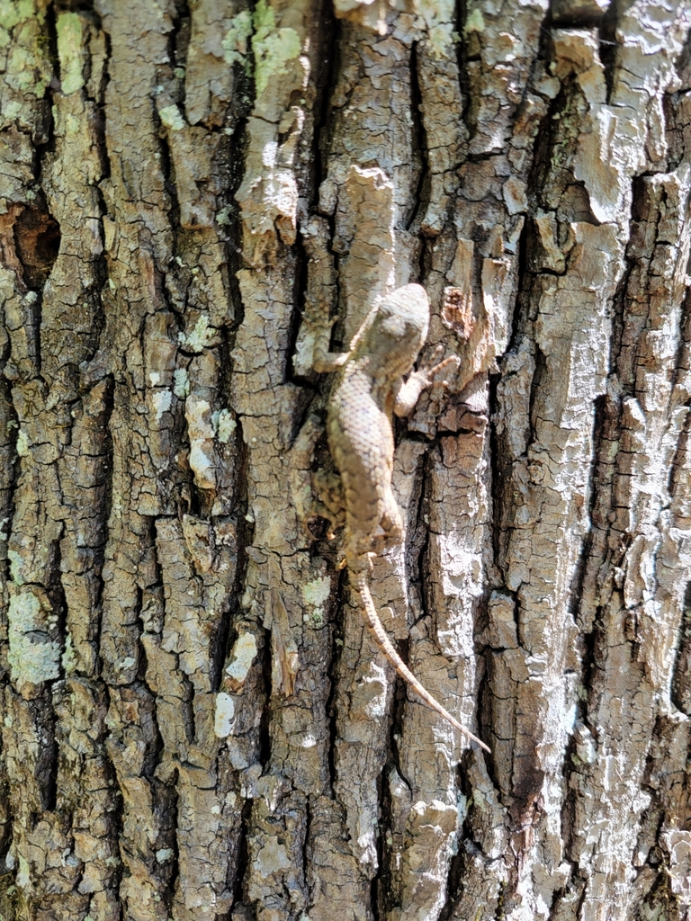 Eastern Fence Lizard from Union County, US-KY, US on April 22, 2024 at ...