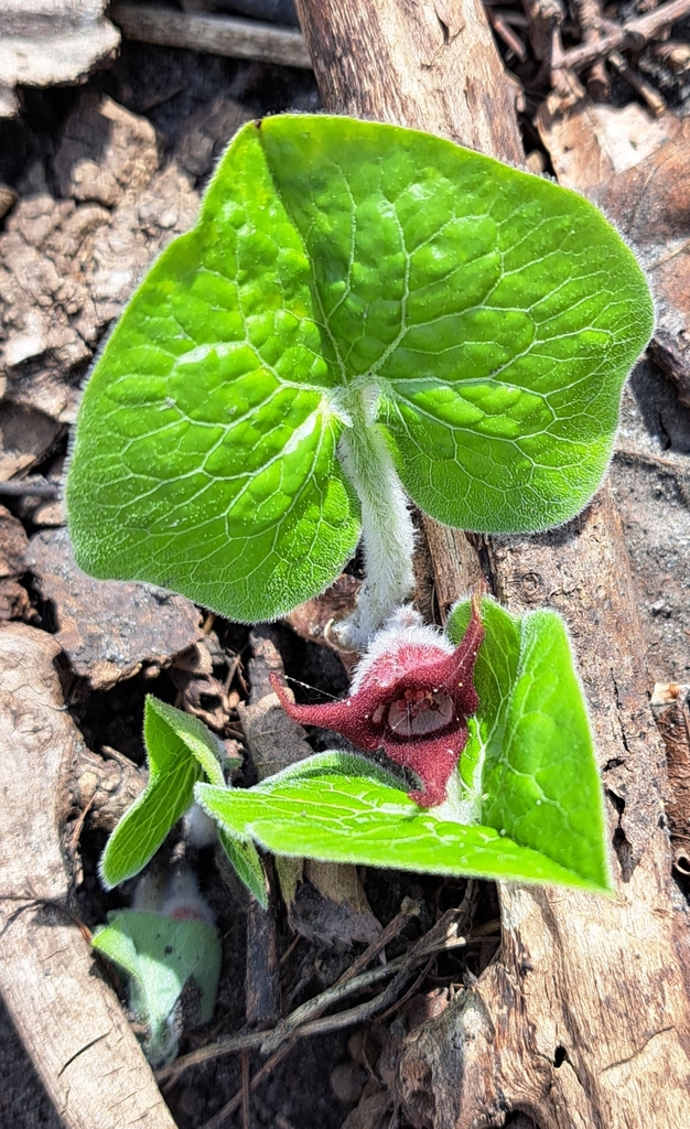 Canadian wild ginger from Mankato, MN, USA on April 22, 2024 at 11:59 ...