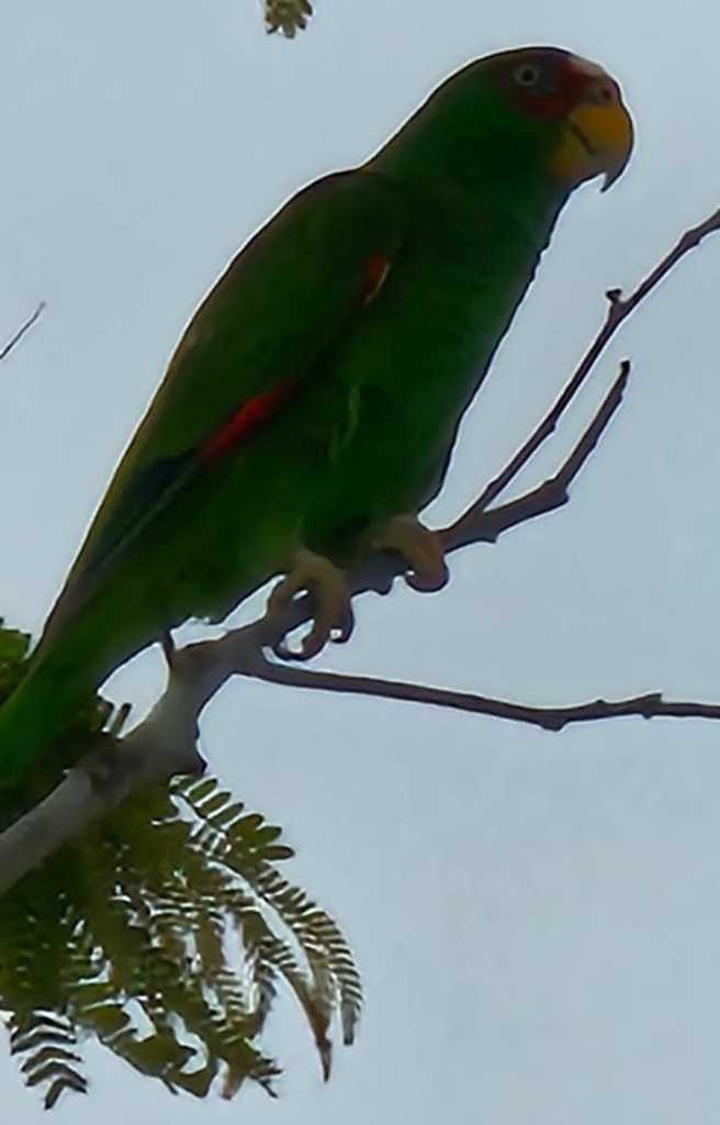 White-fronted Parrot in April 2024 by Alvaro Carrillo Balanzar ...
