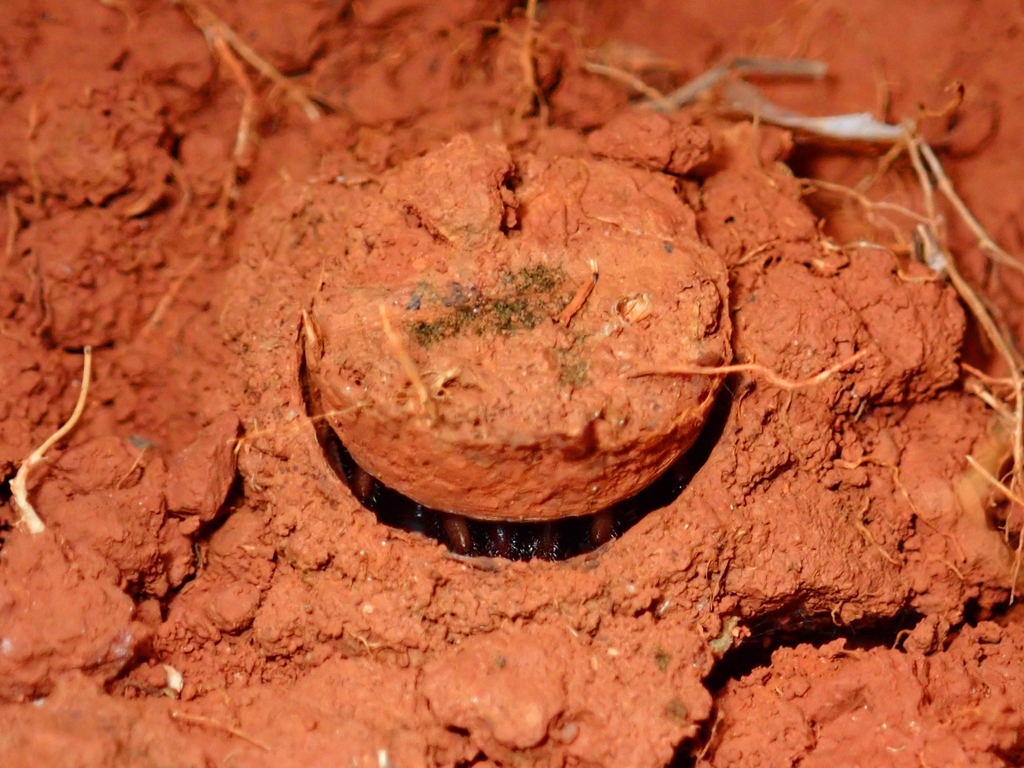 Conothele from C7H9+VW, Arau, 02600 Arau, Perlis, Malaysia on April 20 ...