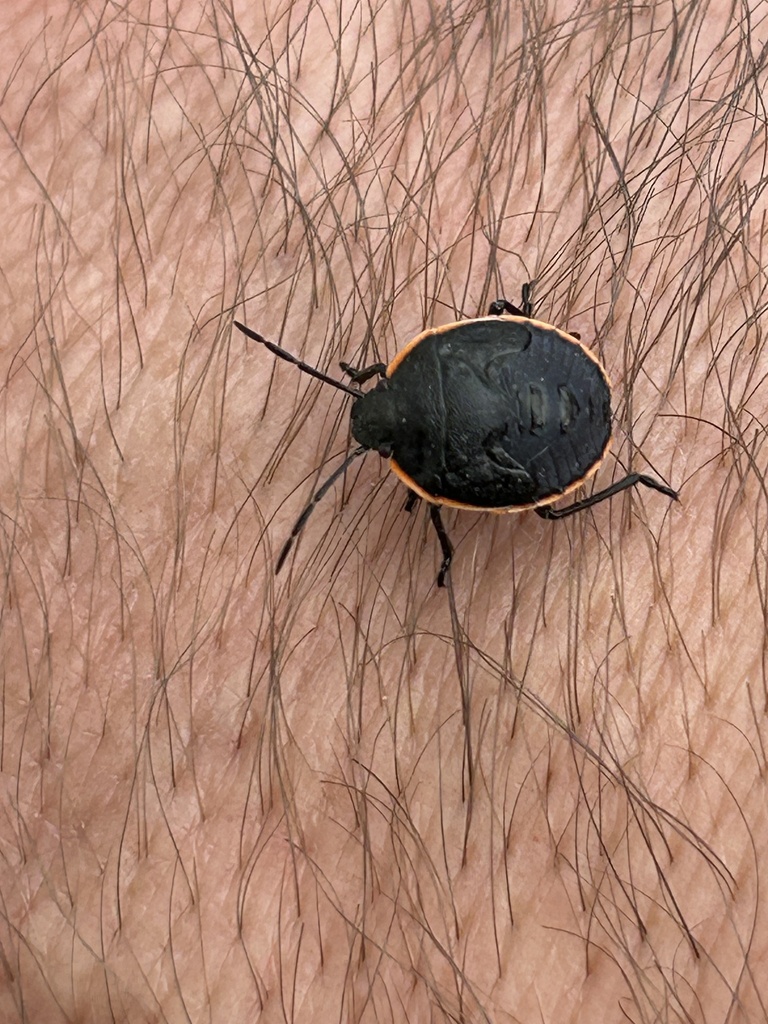 Conchuela Bug from Sandia, TX, US on April 22, 2024 at 01:45 PM by ...