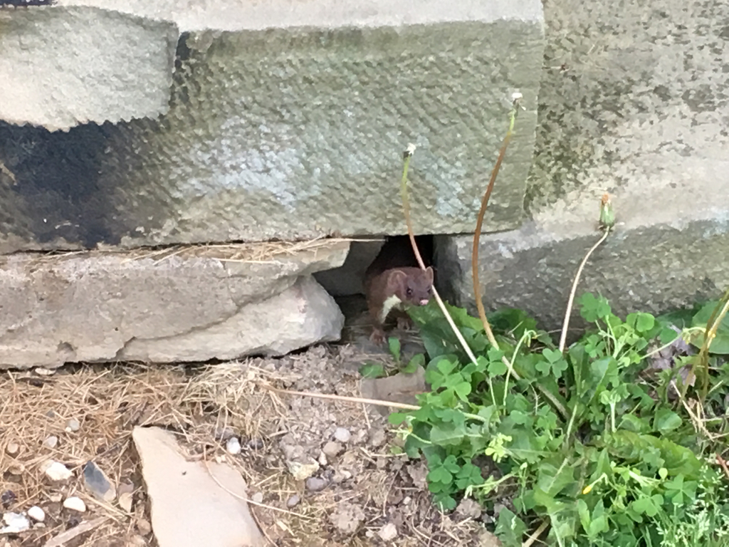 Long-tailed Weasel from Cuyahoga Valley National Park, Brecksville, OH ...