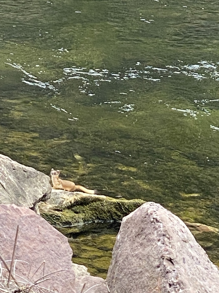 Long-tailed Weasel from Flaming Gorge National Recreation Area, Dutch ...