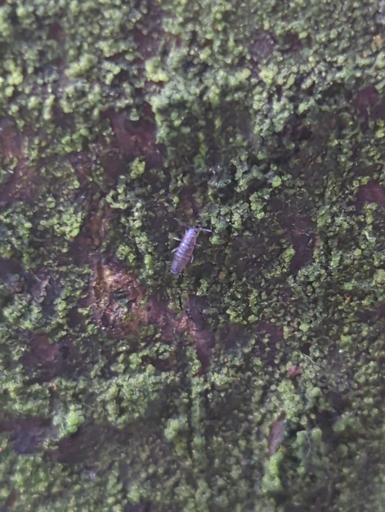 Insects from 9VC4+MR7, Minillas, Bayamón, Puerto Rico, Bayamón 00956 ...