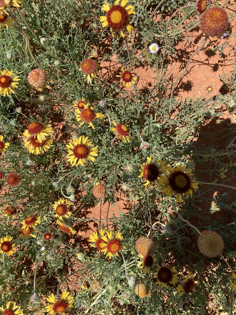 red dome blanketflower from Cee Vee, TX, US on April 22, 2024 at 02:48 ...
