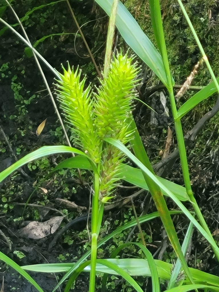 false hop sedge from Sebring, FL 33872, USA on April 22, 2024 at 04:09 ...