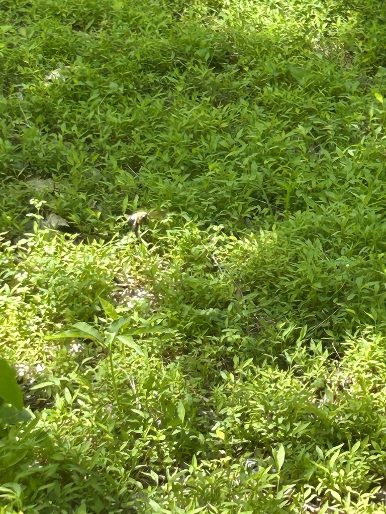 Honey Bees, Bumble Bees, and Allies from Davidson County, US-TN, US on ...