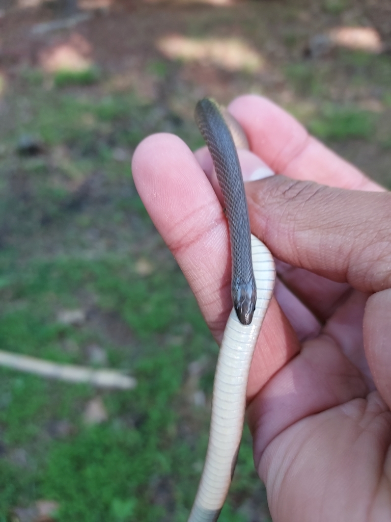 Rough Earthsnake from Durham County, US-NC, US on April 22, 2024 at 05:40 PM by Christopher ...