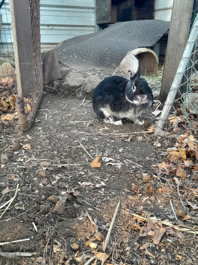 Domestic Rabbit from Merrigum VIC 3618, Australia on April 23, 2024 at ...