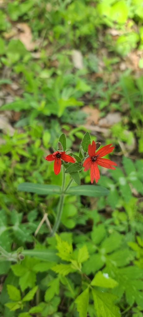 fire pink from Lagro, IN 46941, USA on April 22, 2024 at 05:52 PM by ...