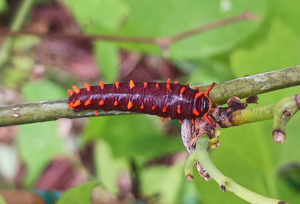 Polydamas Swallowtail from Shadow Wood, Coral Springs, FL, USA on April ...