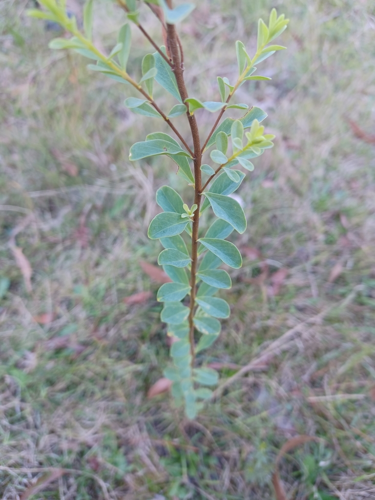 yellow rice-flower from Emerald VIC 3782, Australia on April 23, 2024 ...