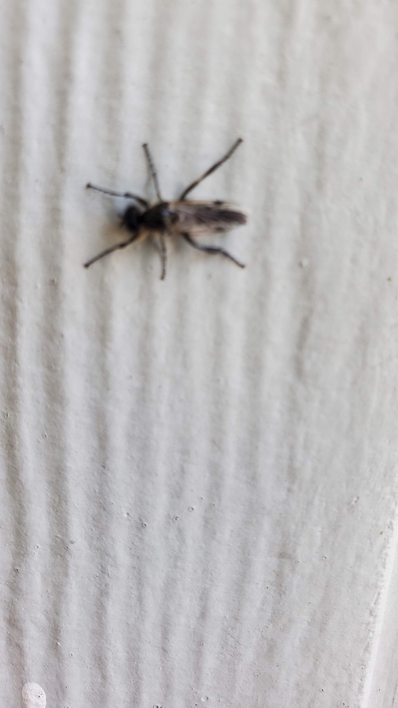 White-winged March Fly from Bishop, CA, US on April 21, 2024 at 01:23 ...