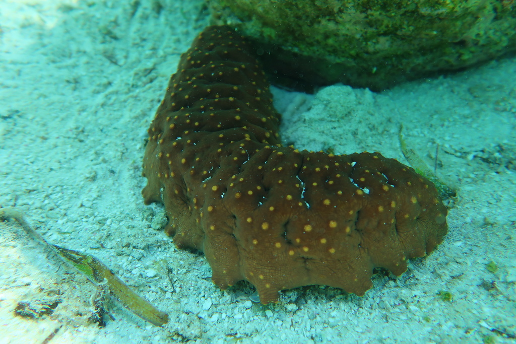 Chocolate Chip Sea Cucumber from Arrecifes de Puerto Morelos, Q. Roo on ...