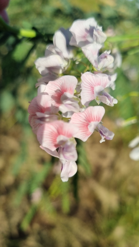 riverhemps from Kynuna QLD 4823, Australia on April 22, 2024 at 05:05 ...