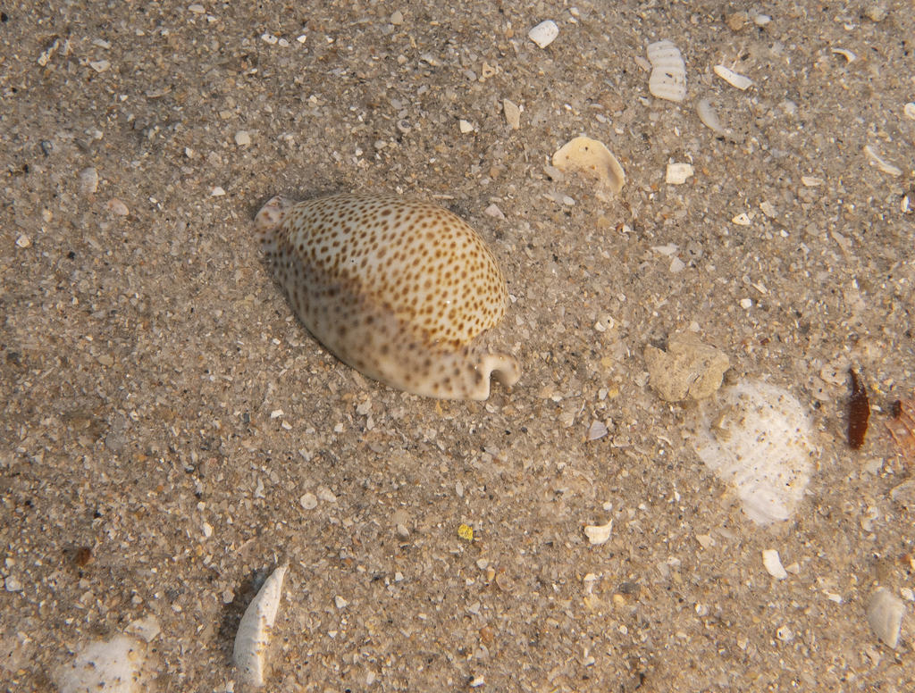 Thrush cowrie from Riviera Beach, FL, USA on April 22, 2024 at 08:58 AM ...