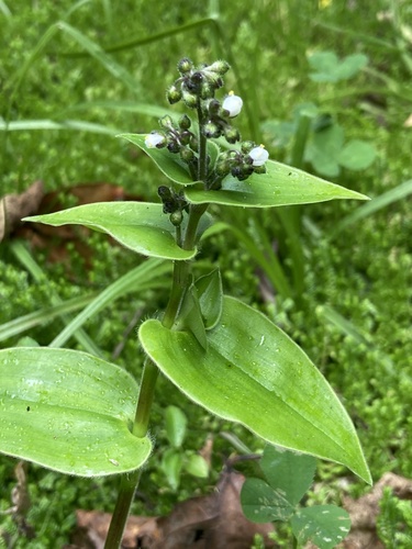 (Tripogandra multiflora)