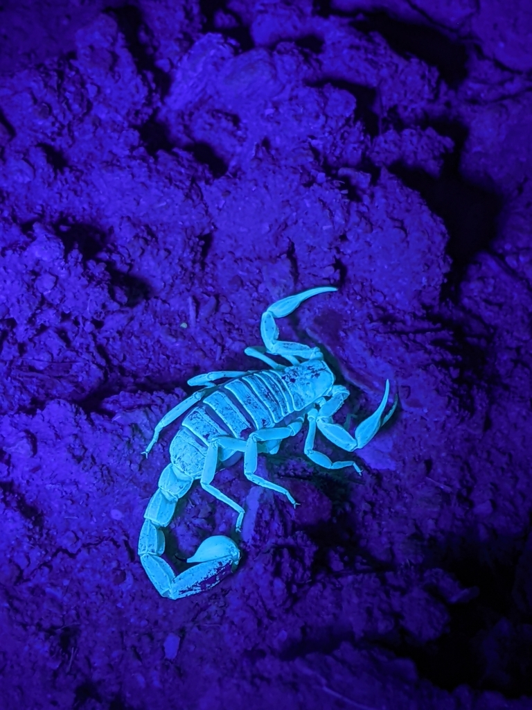 California common scorpion in April 2024 by Jeyla Fendi · iNaturalist