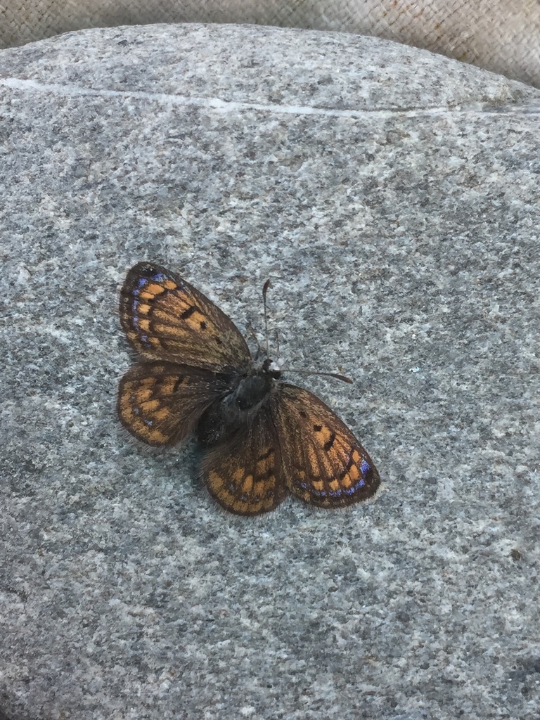 Lycaena butterflies from Westland, NZ-WC, NZ on April 23, 2024 at 01:44 ...