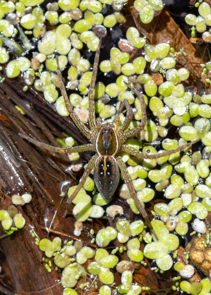 Six-spotted Fishing Spider from Howell Wetlands on April 21, 2024 at 12 ...