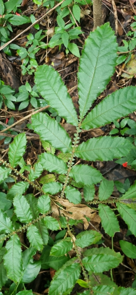 ooray from Burnside QLD 4560, Australia on April 23, 2024 at 12:28 PM ...