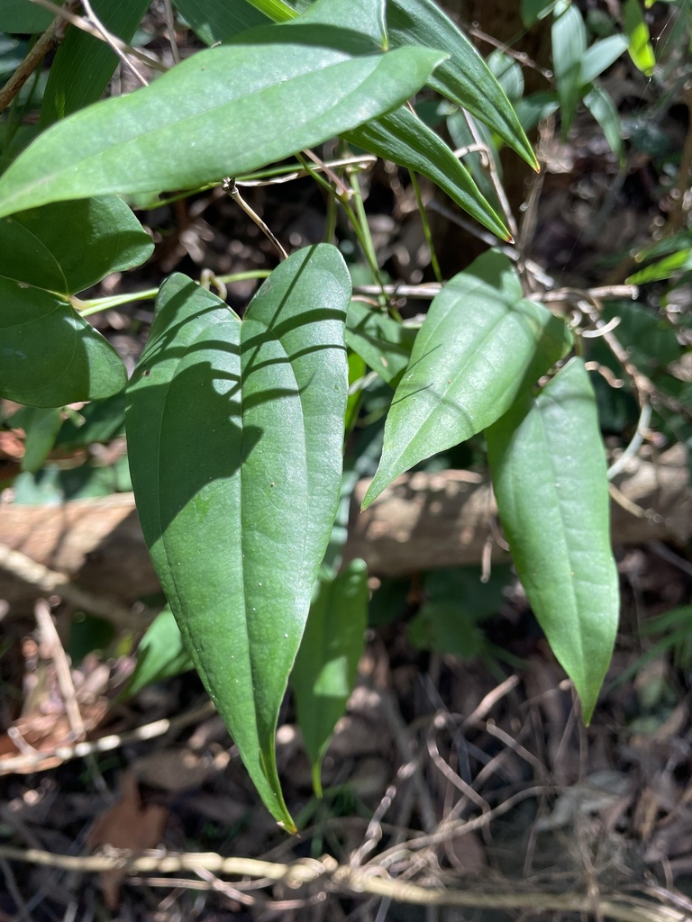 Common Yam Vine from New Lambton, NSW, AU on April 23, 2024 at 10:22 AM by Bastian Phelan ...
