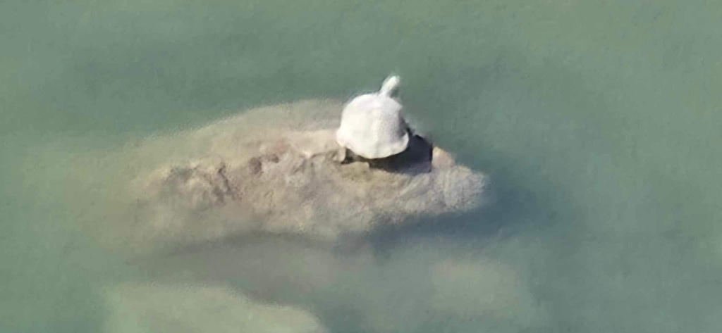 White-throated Snapping Turtle from Rolleston, QLD, AU on April 23 ...