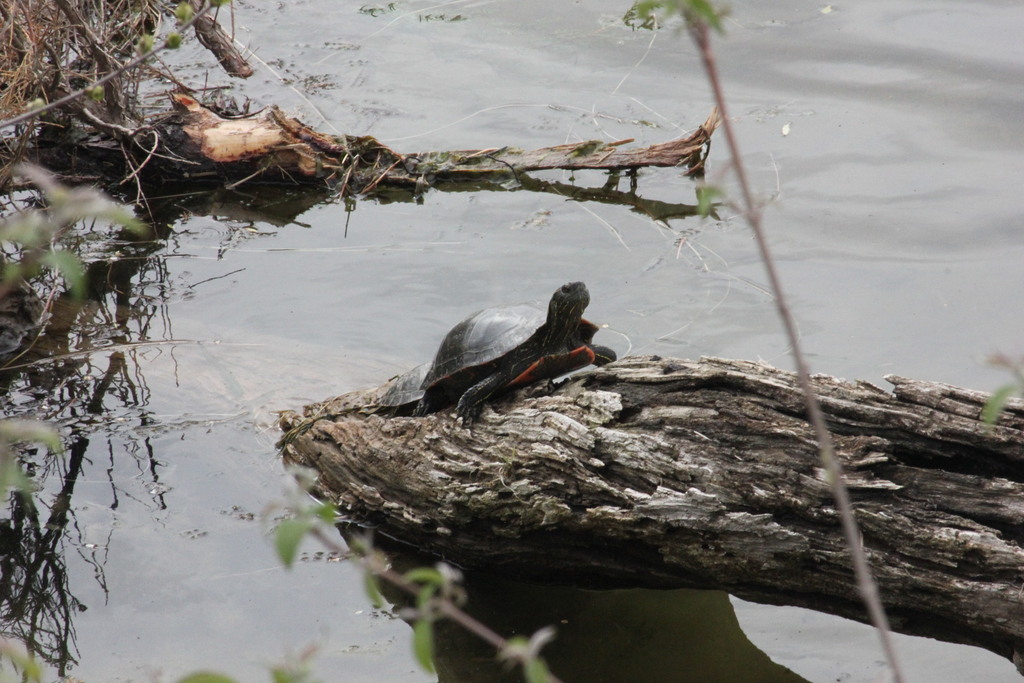 Painted Turtle from Papillion, NE, USA on April 22, 2024 at 04:33 PM by ...