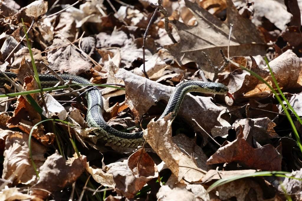 Eastern Garter Snake from Muskoka District Municipality, ON, Canada on ...