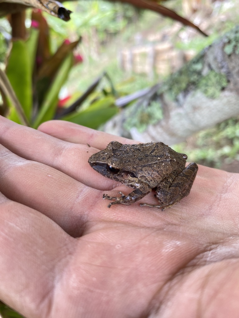 Cachabi Robber Frog from Argelia - Versalles, Argelia, Valle Del Cauca ...