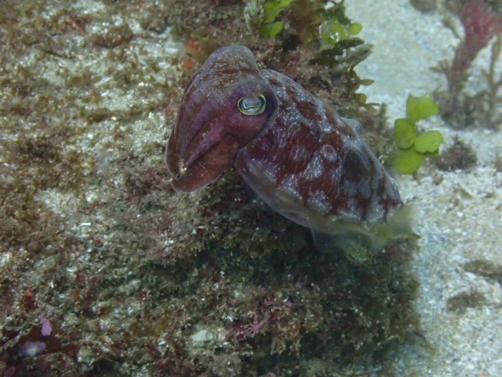 Ken's Cuttlefish from Australia on April 20, 2024 at 09:39 AM by Laura ...