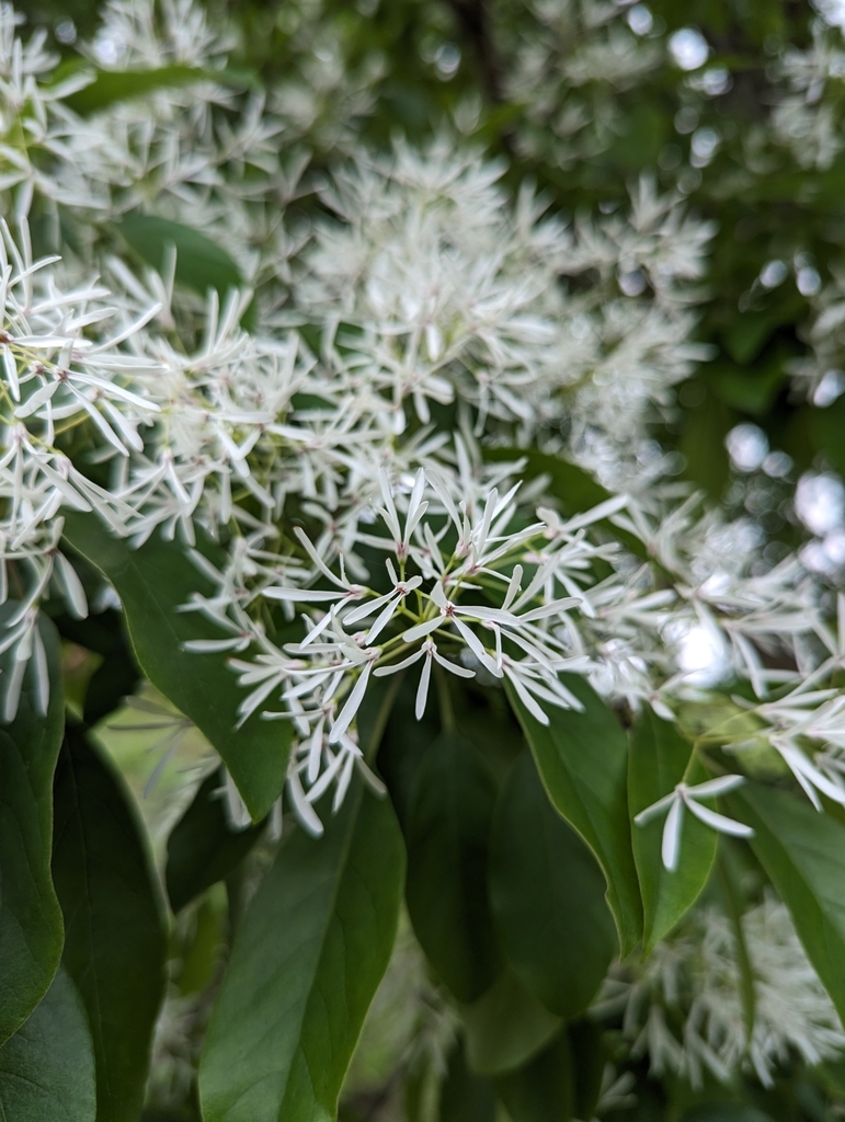 Tassel Tree from 1-1 Ōtemachi, Kokurakita Ward, Kitakyushu, Fukuoka 803 ...