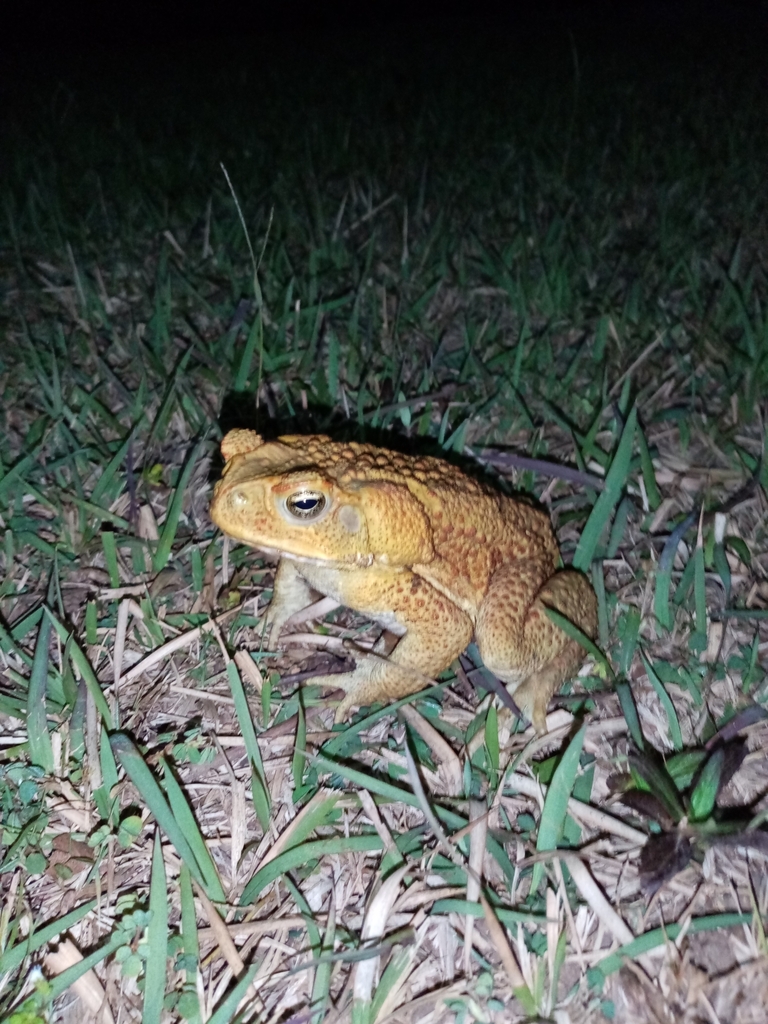 Cane Toad from Camp 7, Benguet, Philippines on February 11, 2023 at 06: ...