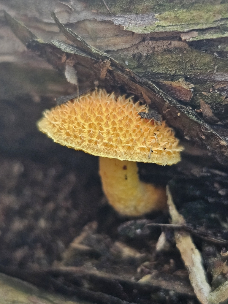 Golden-scruffy Collybia from Wilsons Promontory VIC 3960, Australia on ...