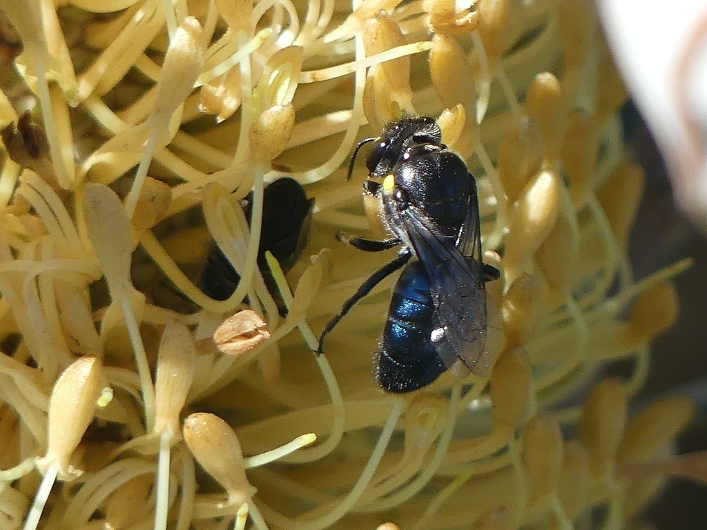 Banksia Masked Bee from Bermagui NSW 2546, Australia on April 23, 2024 ...