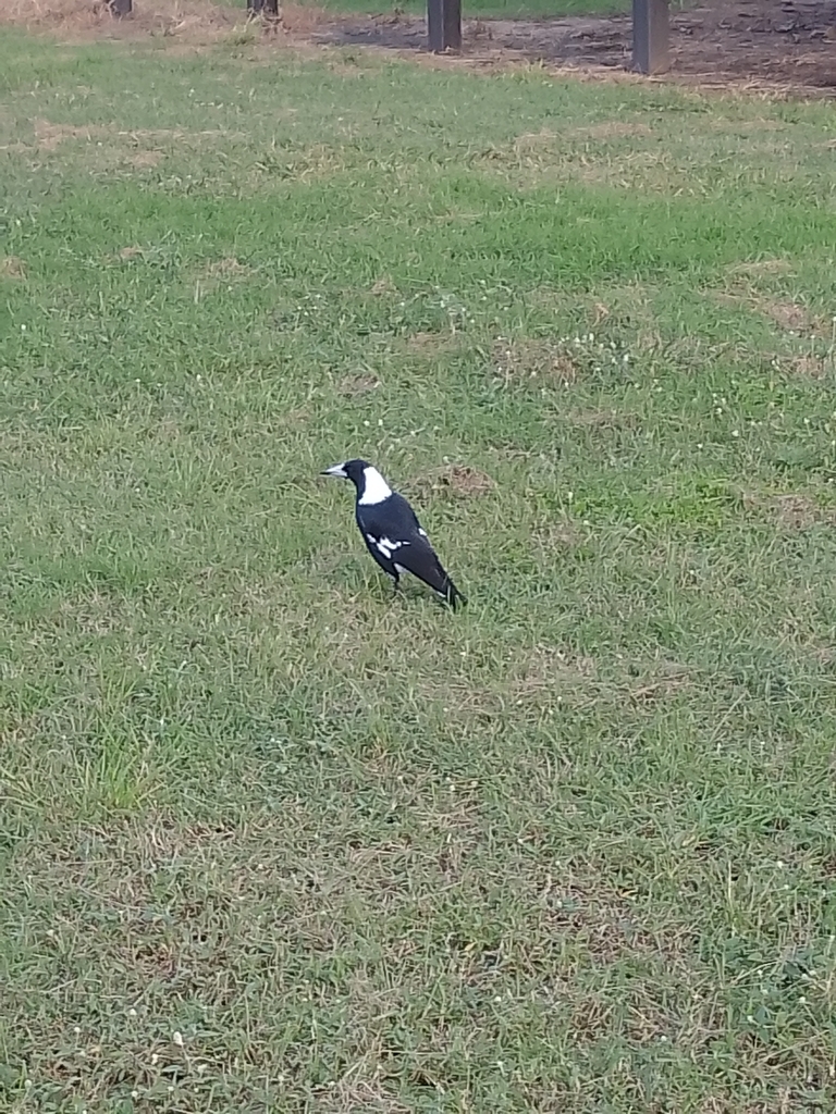 Eastern Black-backed Magpie from Bundaberg East QLD 4670, Australia on ...
