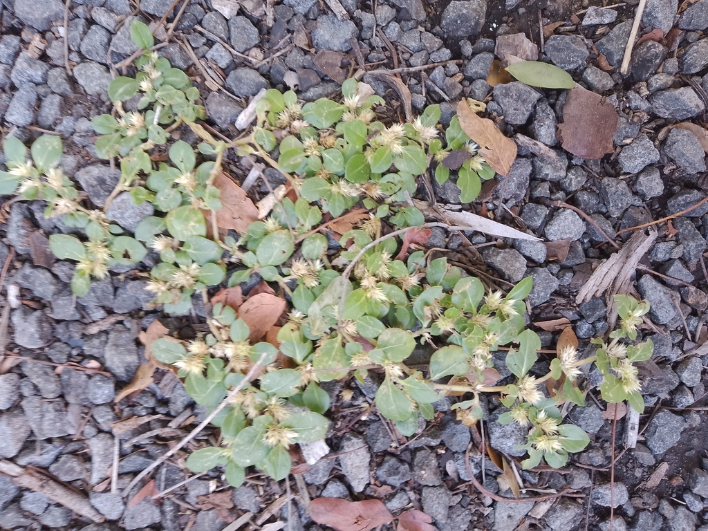 creeping chaffweed from Bundaberg East QLD 4670, Australia on April 23 ...