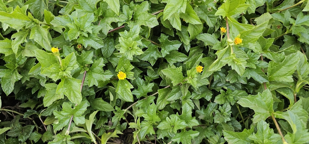 trailing daisy from RC9H+VJ6, Chunavadi, Gujarat 394635, India on April ...