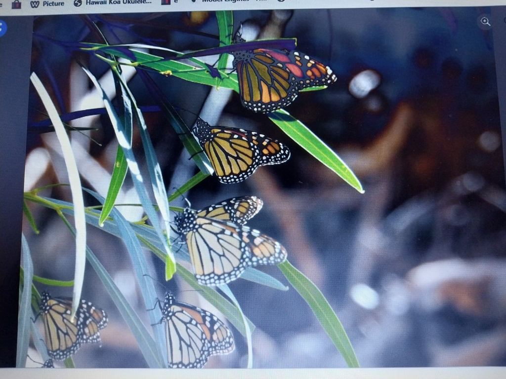 Monarch from Hillbank SA 5112, Australia on April 15, 2024 at 11:54 AM ...