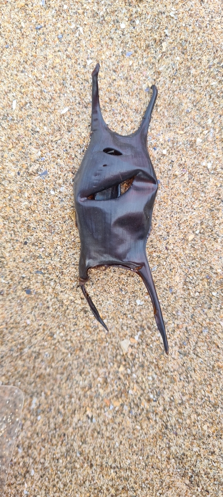 Spotted Skate from Croyde, Braunton EX33 1NZ, UK on April 23, 2024 at ...