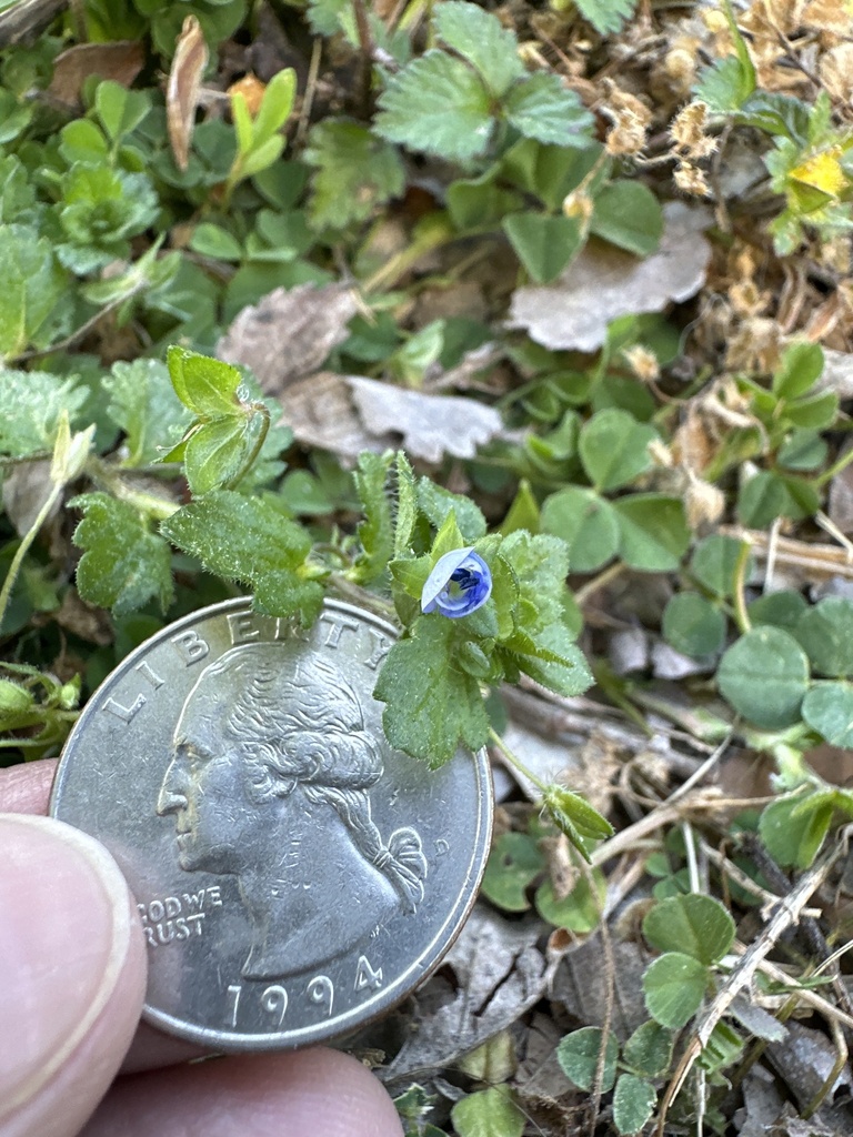 bird's-eye speedwell from S Arlington Mill Dr, Arlington, VA, US on ...