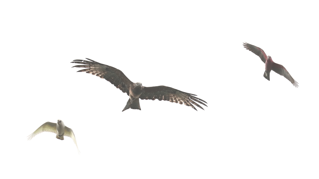 Square-tailed Kite in April 2024 by Todd Burrows · iNaturalist