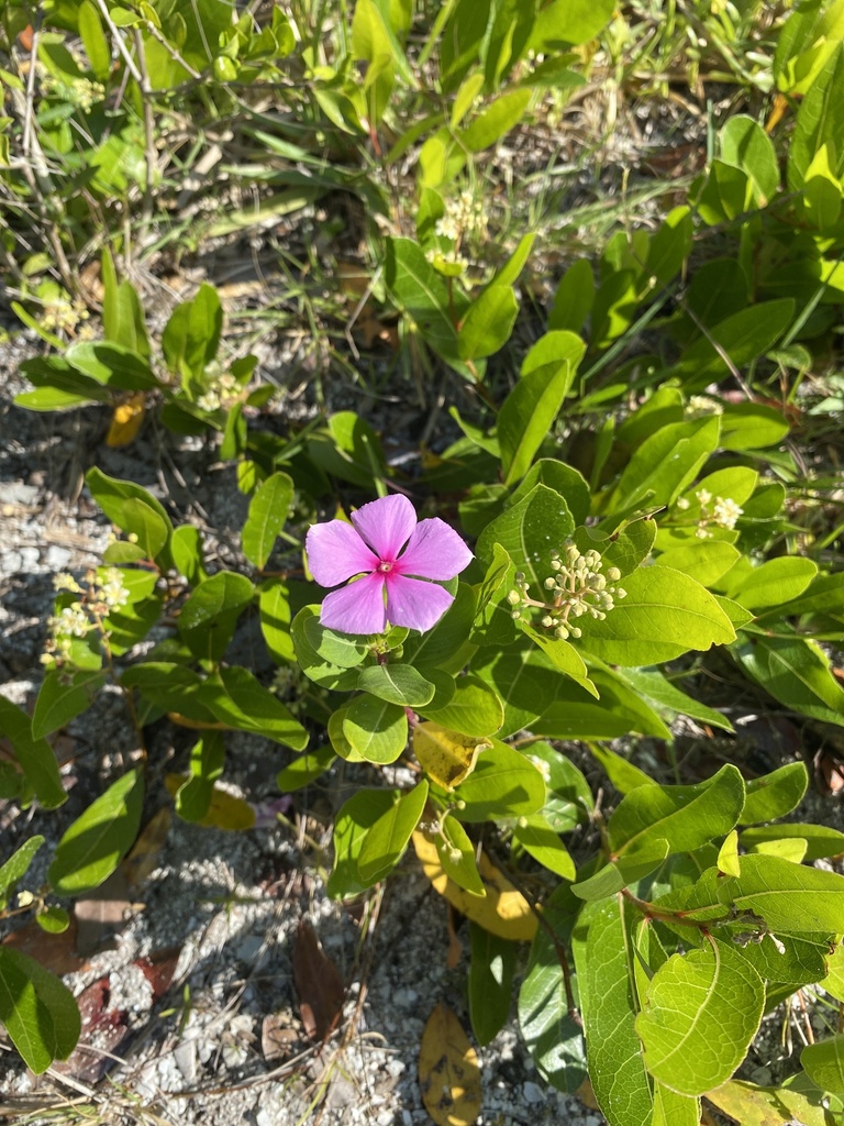 Madagascar Periwinkle from Sanibel Island, Sanibel, FL, US on April 23 ...