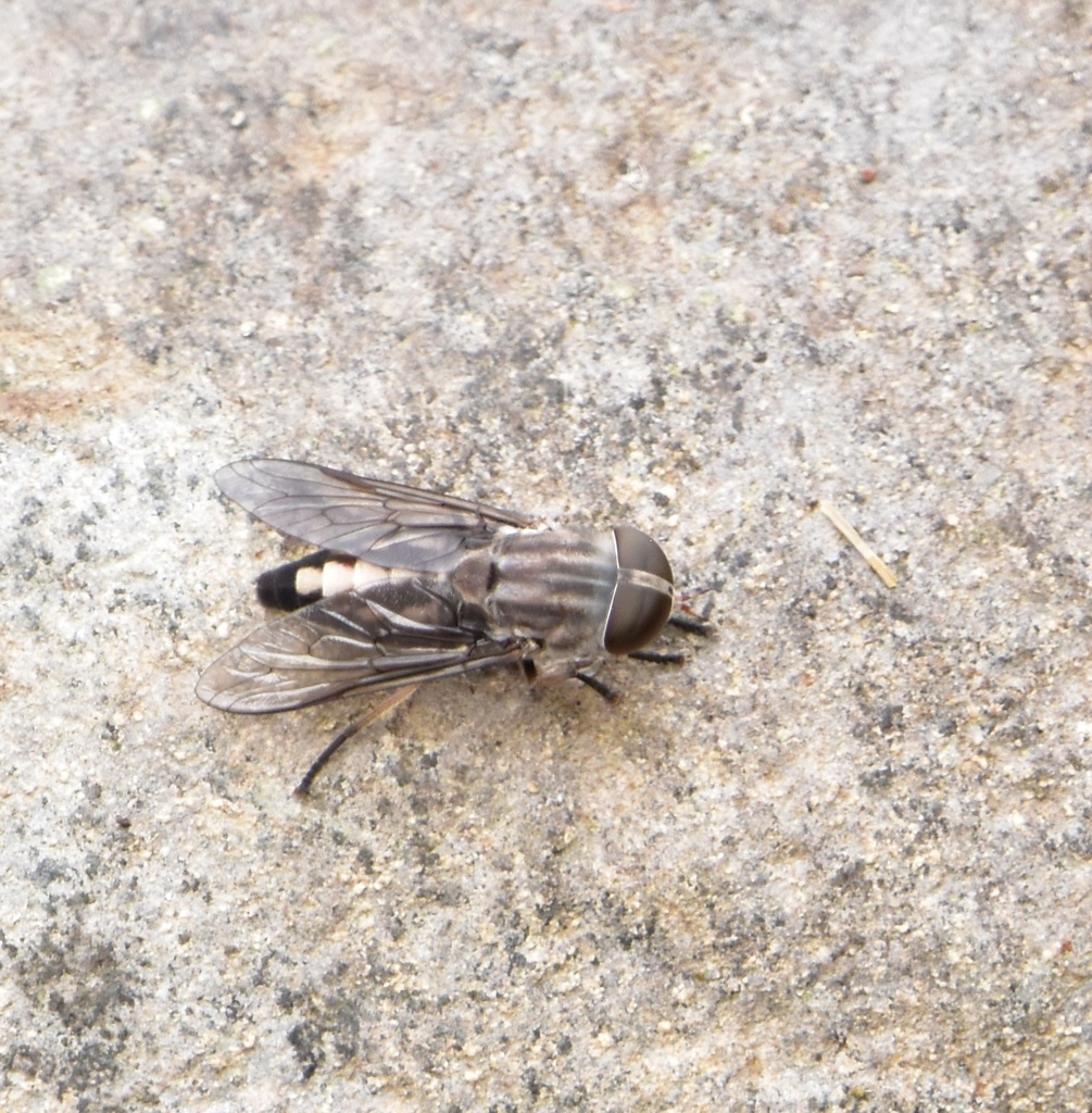Large Marsh Horse Fly from JGXG+WWG Sakhalchond Waterfall approch ...